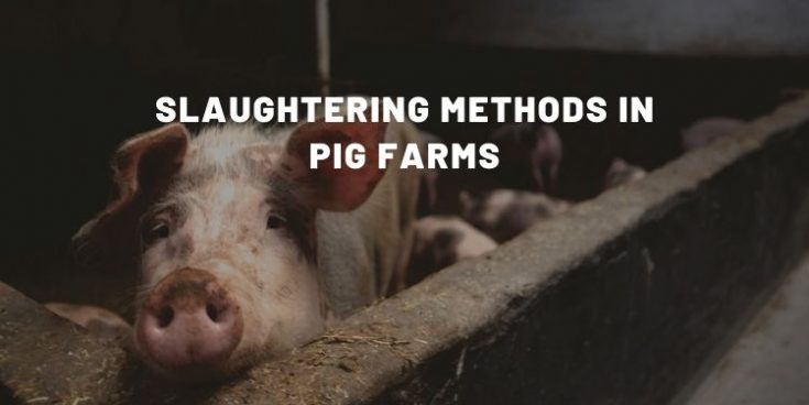 How Are Pigs Killed: The Brutality Of Animal Agriculture - Almost Zero ...
